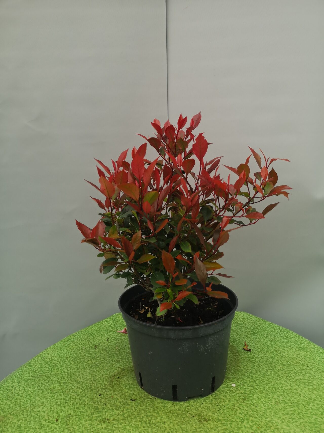 Photinia little Red Robin - Stella Floris