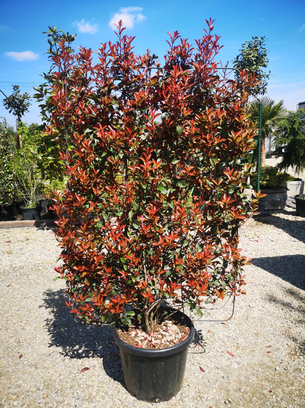 Photinia Little Red Robin Okvir - Stella Floris
